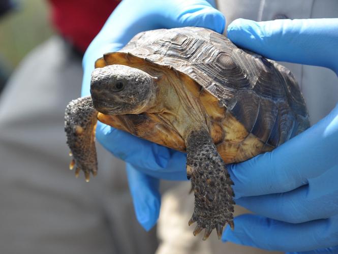 Discover Aiken: Natural areas highlight unique ecosystems, wildlife ...