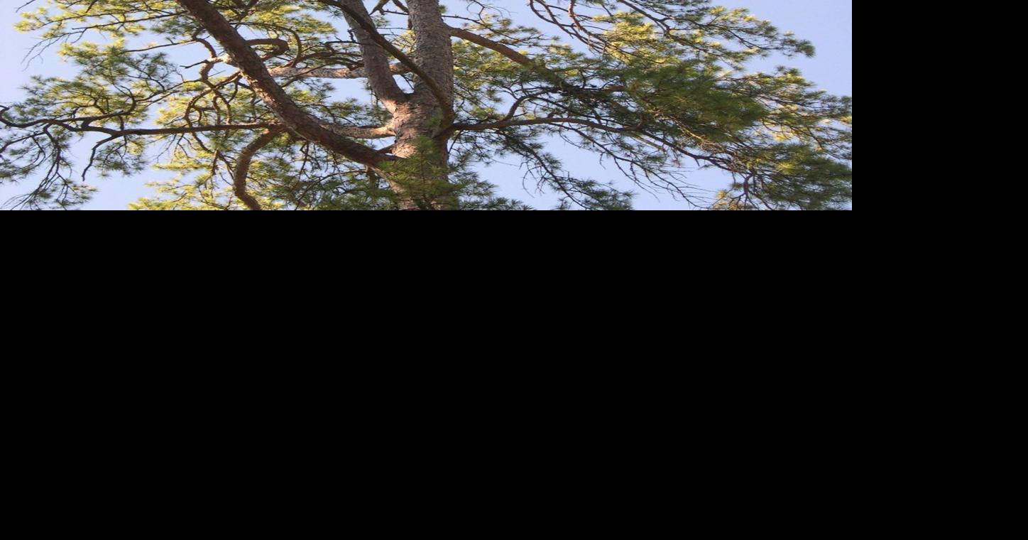 Scientific name of plant means prickly pine | Feature Columns ...