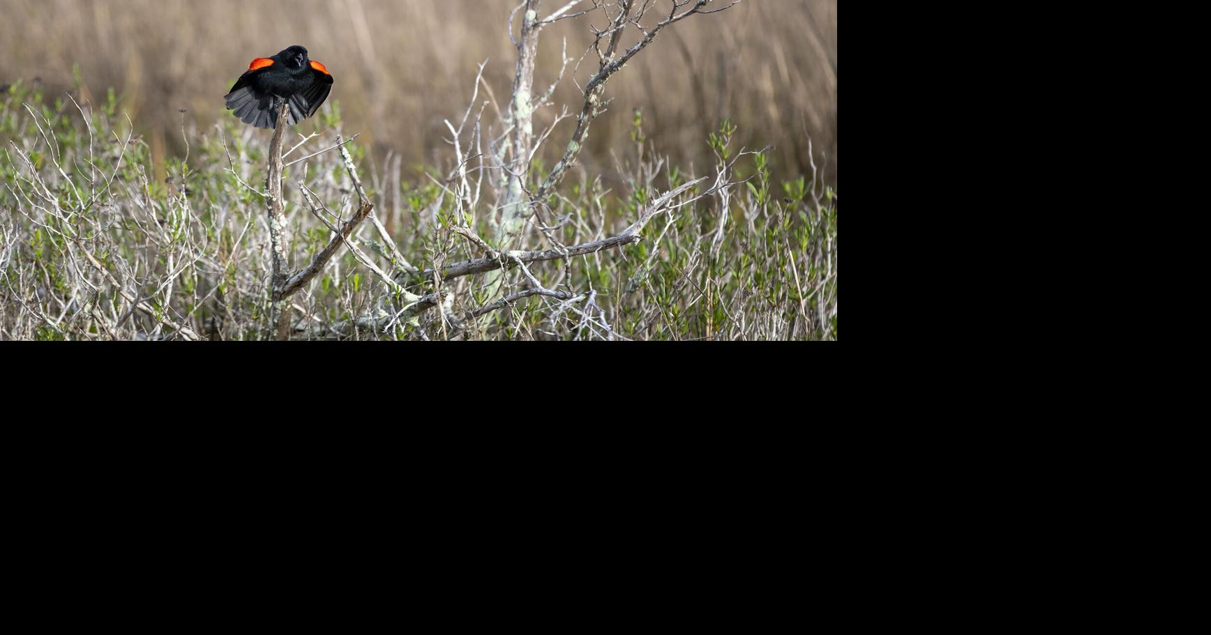 Audubon Christmas bird count underway after more than 150 bird species ...