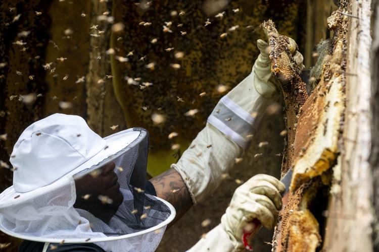 Photos: Family-run company extracts massive beehive in Cottageville