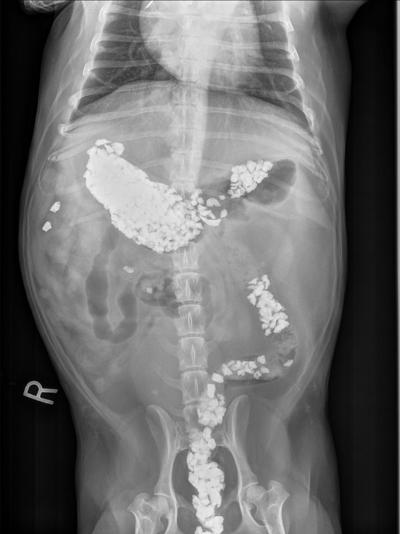Abdominal obstructions can be life-threatening in pets | Features ...