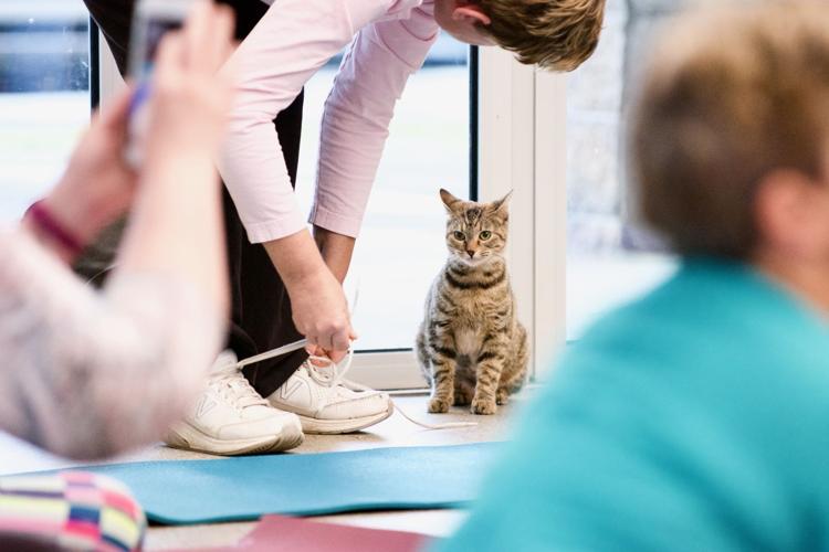 Not kitten around: Albrecht Center in Aiken hosts cat yoga
