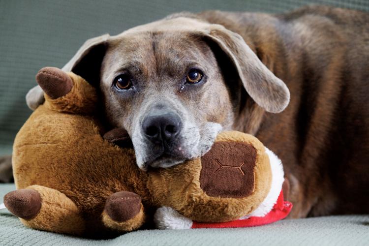 Your dog — or cat — is improving your health. Really.