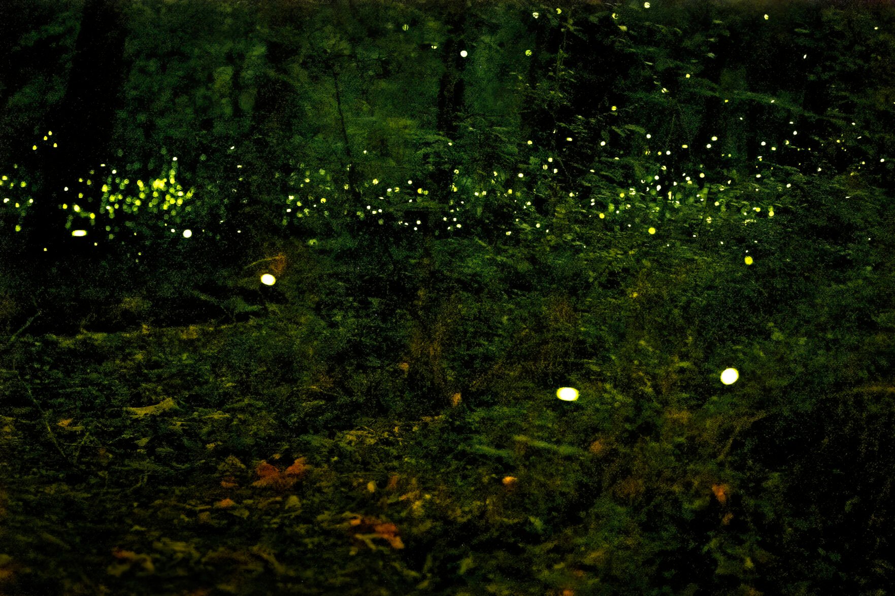 South Carolina fireflies face pressure from habitat loss