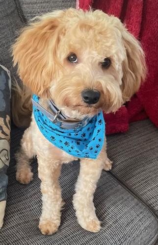 PHRAGMENTS FROM PHYLLIS: Spring has sprung with beauty, activity | North Augusta Opinion ...