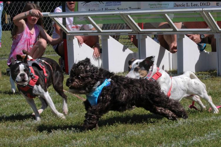 Doggie Derby Days: FOTAS celebrates 15th anniversary at Woofstock festival