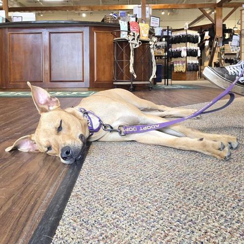 SPCA Albrecht Center has Aiken's first microchip scanner