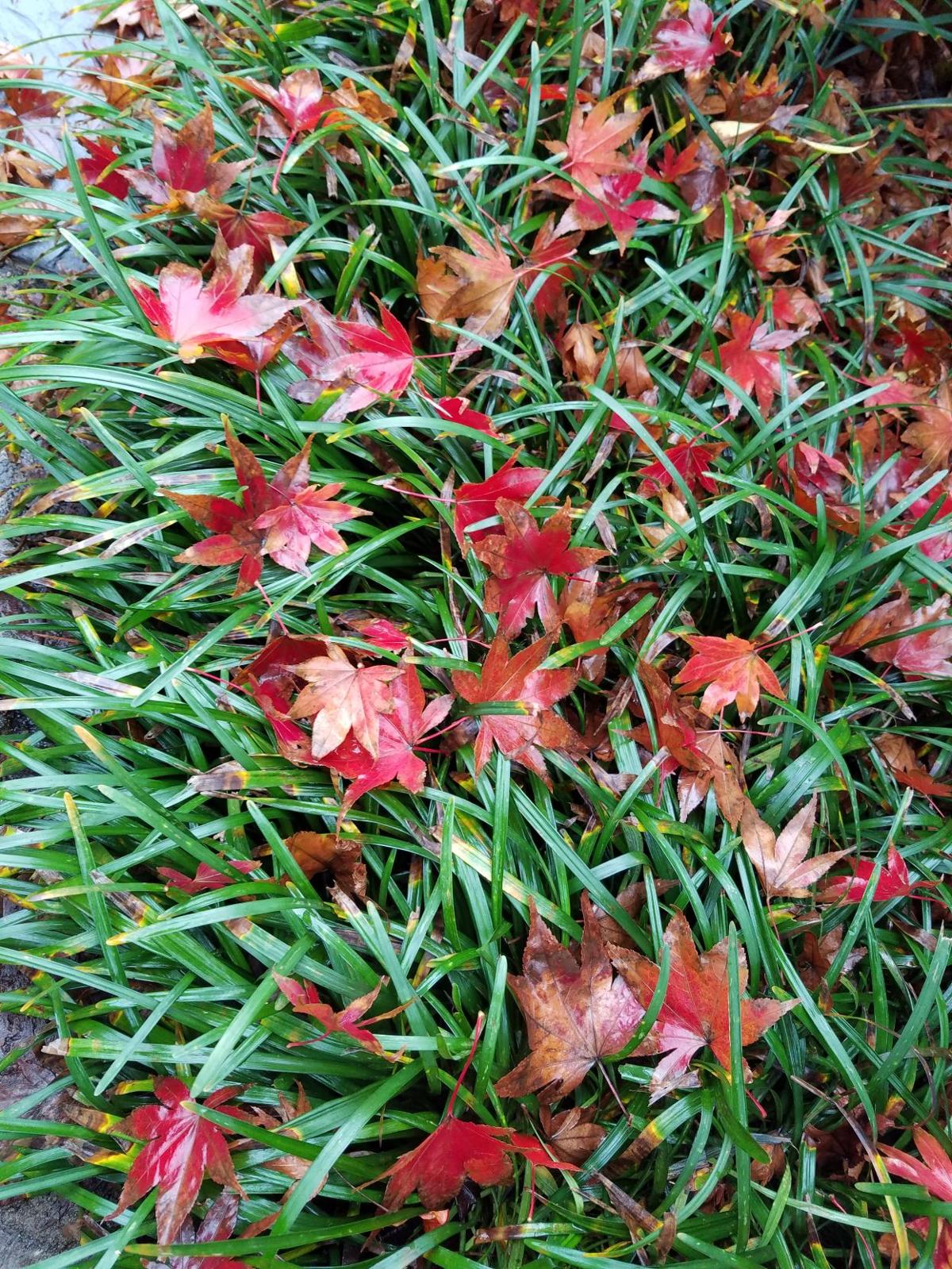 Reader photos: Red and green | Photos from The Post and Courier ...