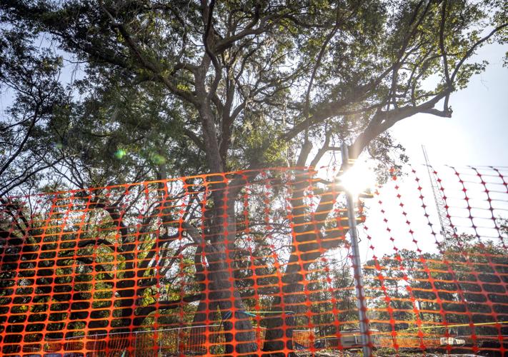 mount pleasant trees ltd