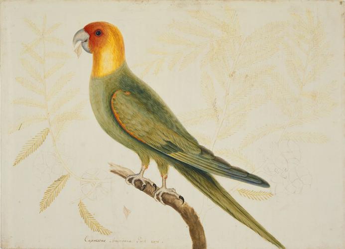 Gibbes Museum's Catesby exhibition puts groundbreaking naturalist in ...