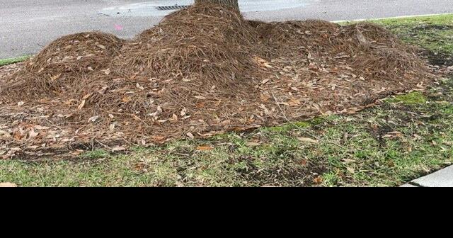 Horticulture Hotline: What not to do when planting a tree | Community ...