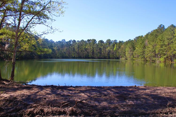 An 'oasis' for the community: Dorchester County hosts Pine Trace ...