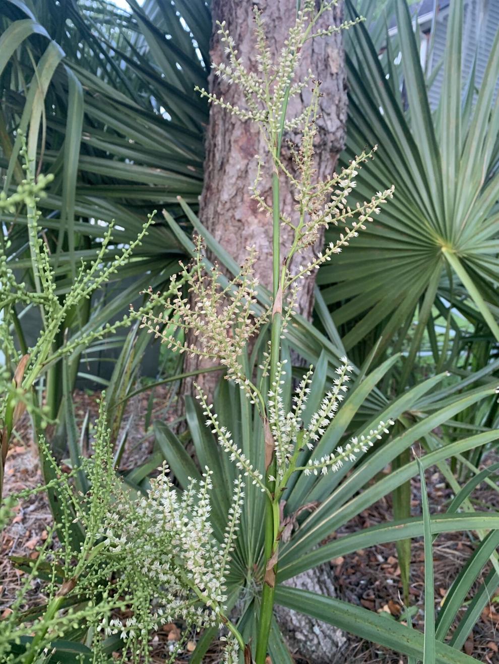 Gardening column: Identifying three native Lowcountry palms