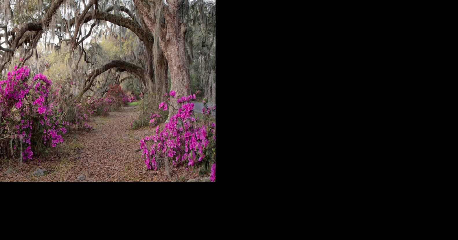 Summerville: A progressive flower town with southern charm, history and ...