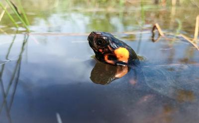 SC was home to North America's smallest turtle, but habitat loss pushed ...