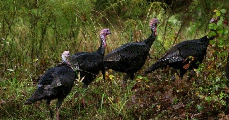 South Carolina turkey harvest continued to decline in 2023