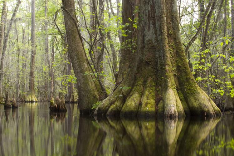 Maroons, slaves who escaped to the swamps, have history all their own ...