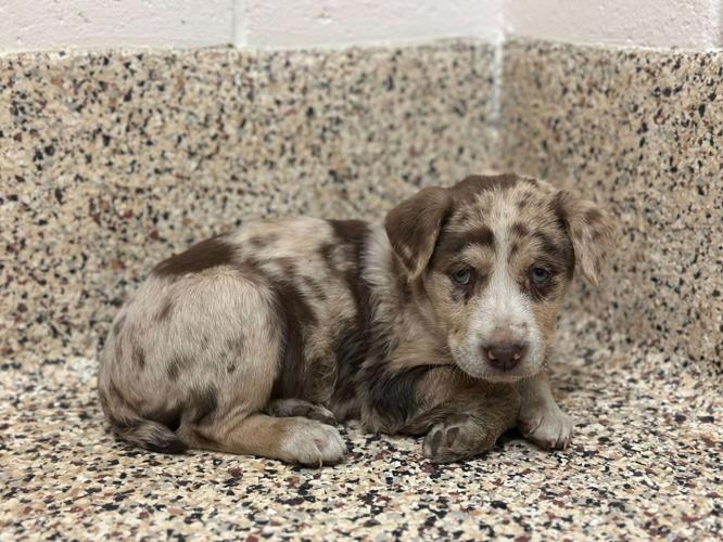 SPCA Albrecht Center offers tips for adopting a dog