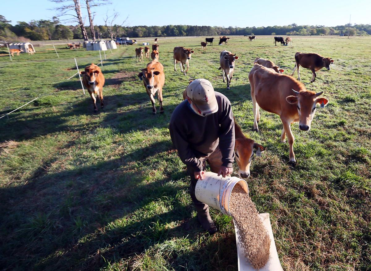 Raw milk: visit to a dairy farm | Photo Galleries | postandcourier.com
