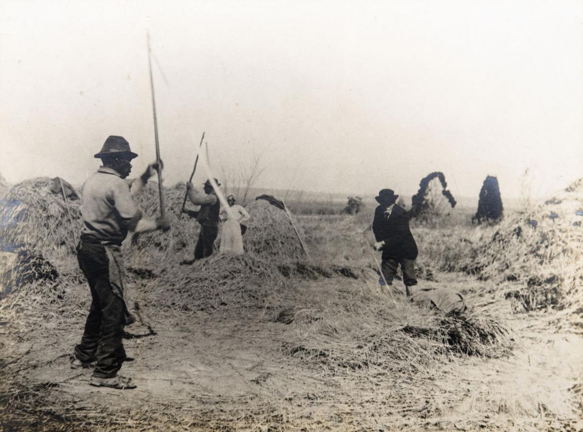 Requiem for Rice: Collaborative project commemorates contributions of ...