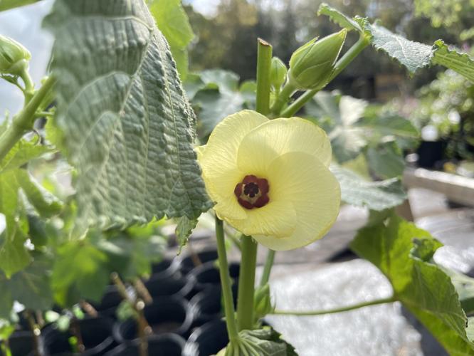 Project studies and promotes seeds from which sprouted Lowcountry cuisine