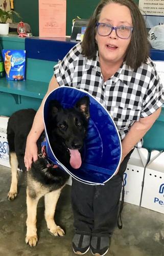 FOTAS: German Shepherd Jaxx settles in nicely to new home | Features ...