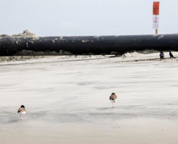Sanctuary for seabirds gets more sand, Folly Beach to follow