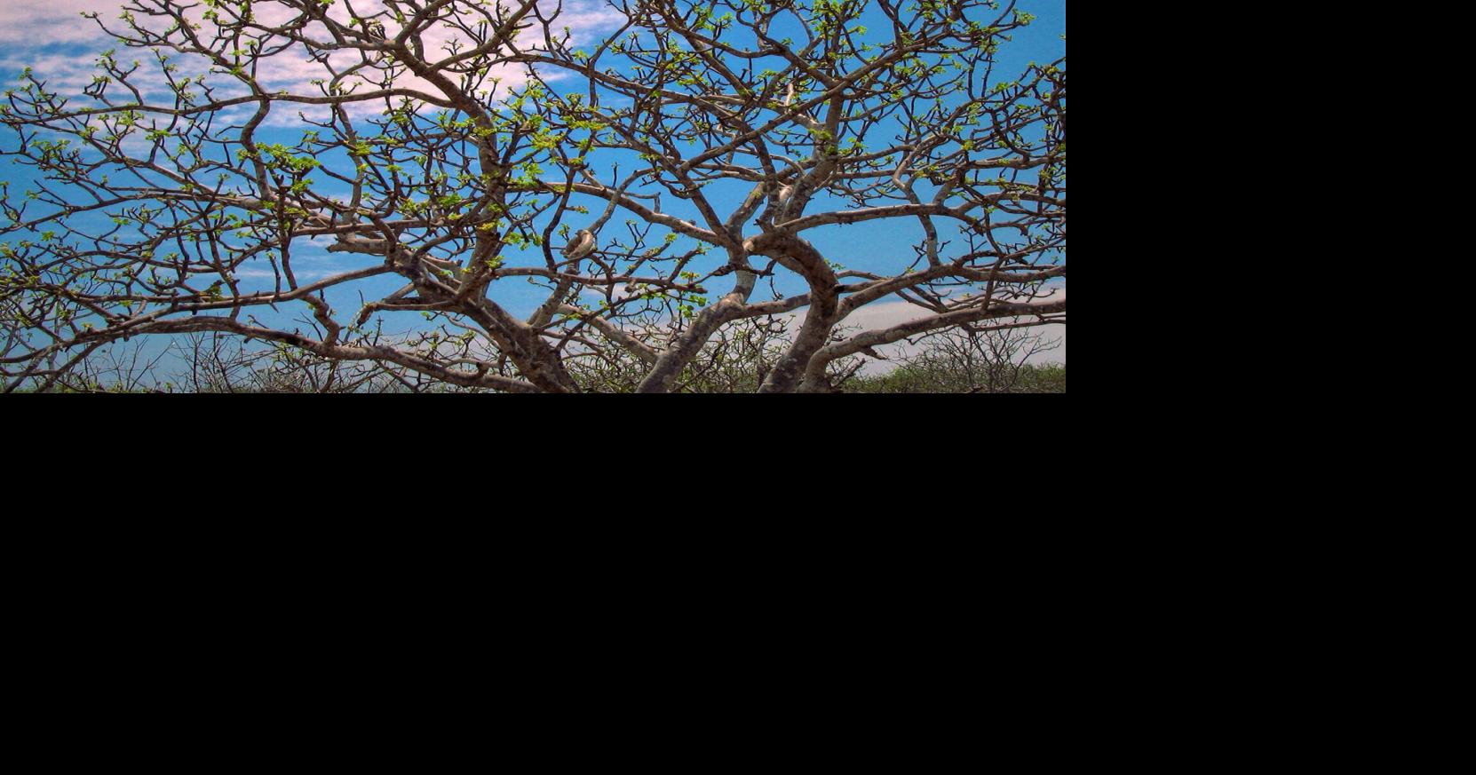 Reader photo pick of the week: Sprout