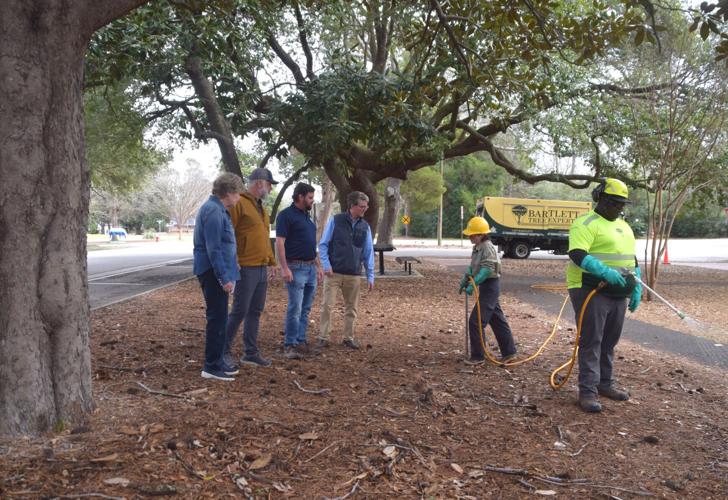 Downtown magnolia trees in Aiken receive assistance