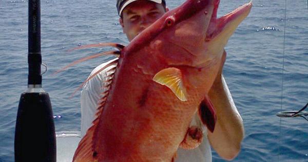 giant hogfish