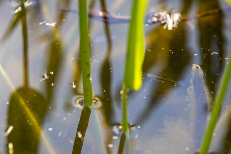 Photos: Mosquito Lab fights flying pests and their diseases through ...