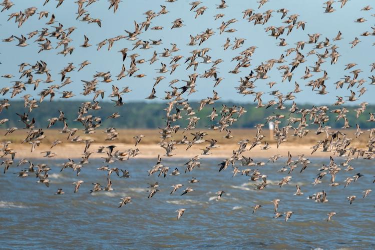 South Carolina is last stop before the Arctic for Red Knots