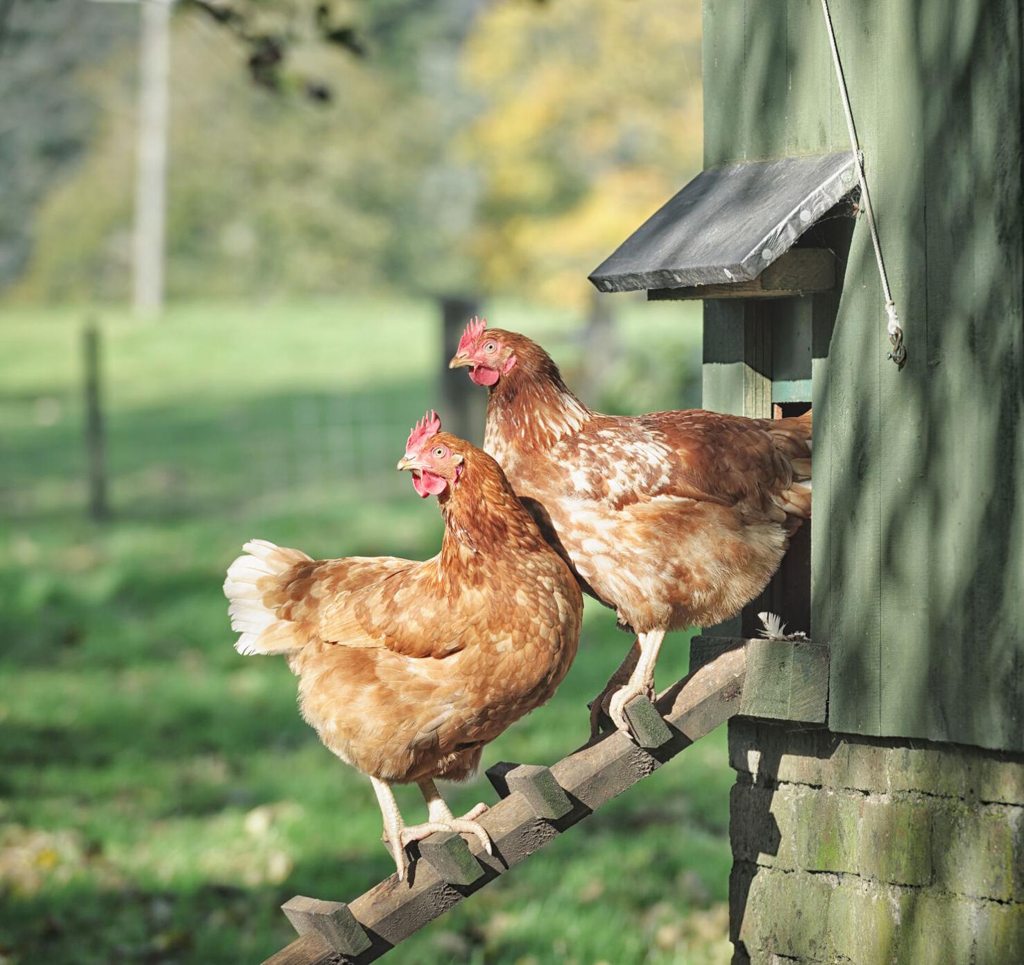 Conway loosening fowl, livestock ownership rules