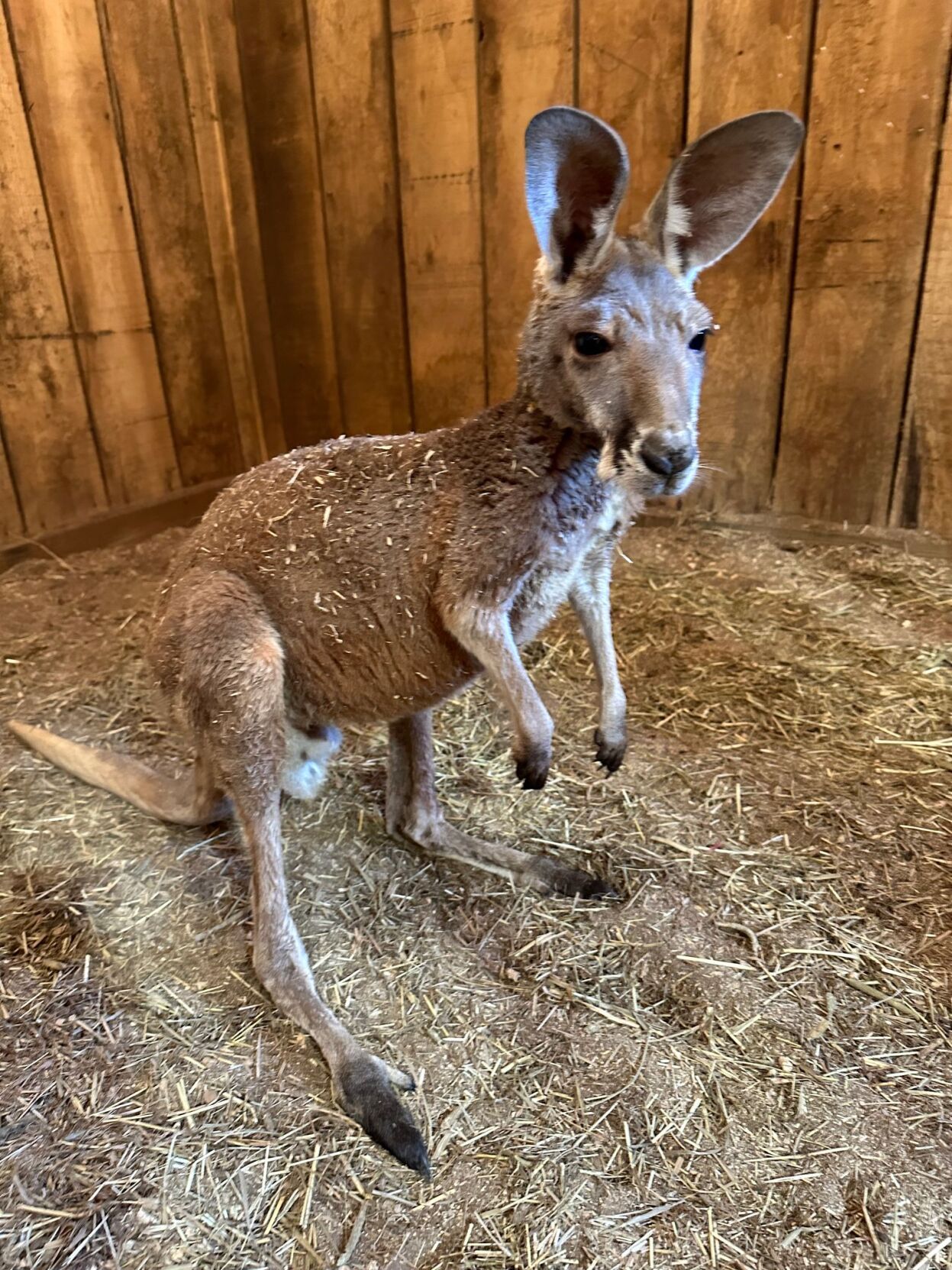 A wild investigation: Kangaroo, alpaca, over 40 other critters rescued ...