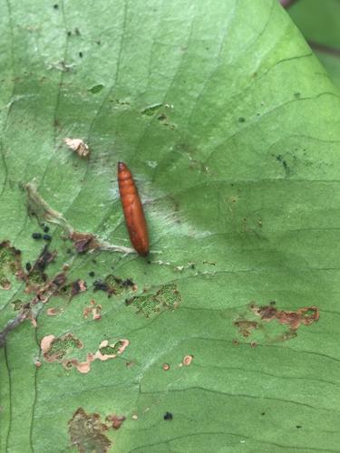 Cannas are easy perennials for summer gardens