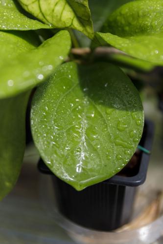 Charleston greenhouses help plants grow all year long