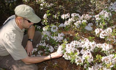 Kalmia putting on a show in Hitchcock Woods | News | postandcourier.com