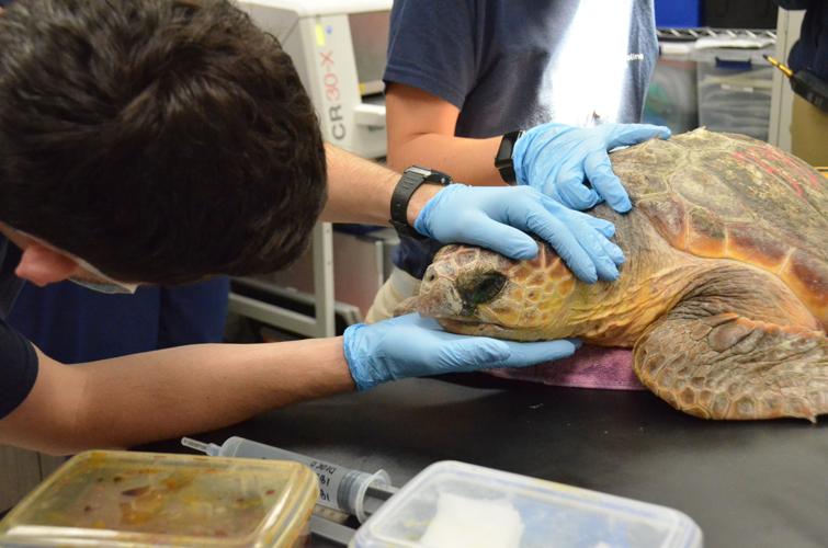 Two students helped spur turtle patrols that led to loggerhead sea ...