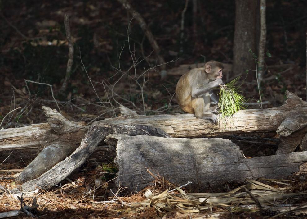 Alpha Genesis manages 'Monkey Island,' a large monkey colony | News ...