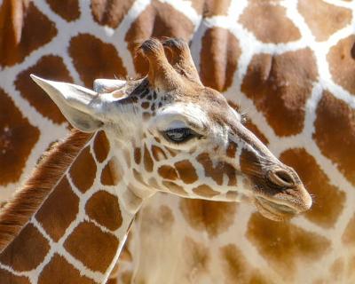 Photo pick of the week: Animals