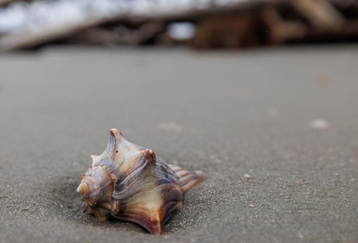 Barrier island weekend trip to Bulls Island near Charleston