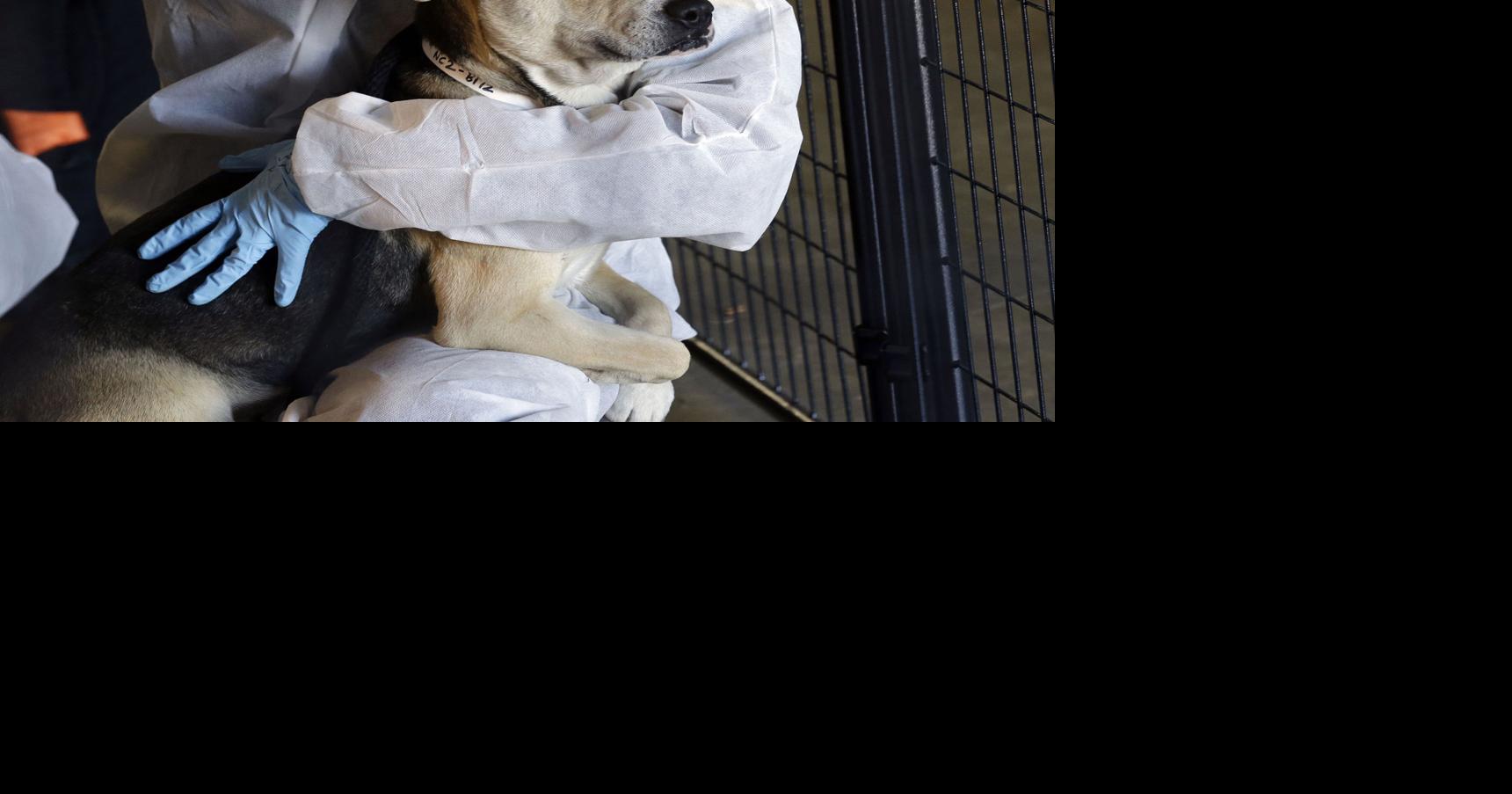 How many pets is too many for a home? | Features | postandcourier.com