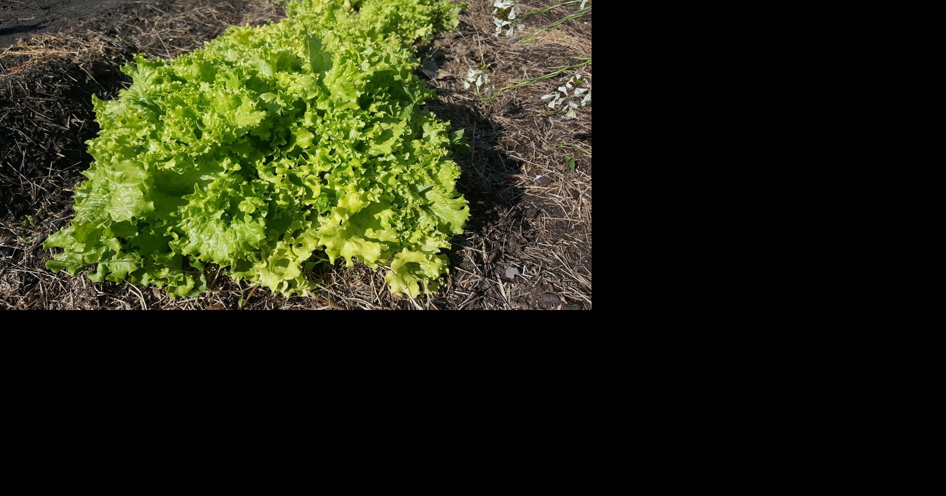 Greg Pryor shares advice for winter gardens in the Pee Dee