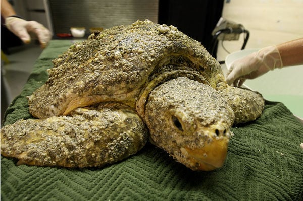 Turtles strand with skin diseases