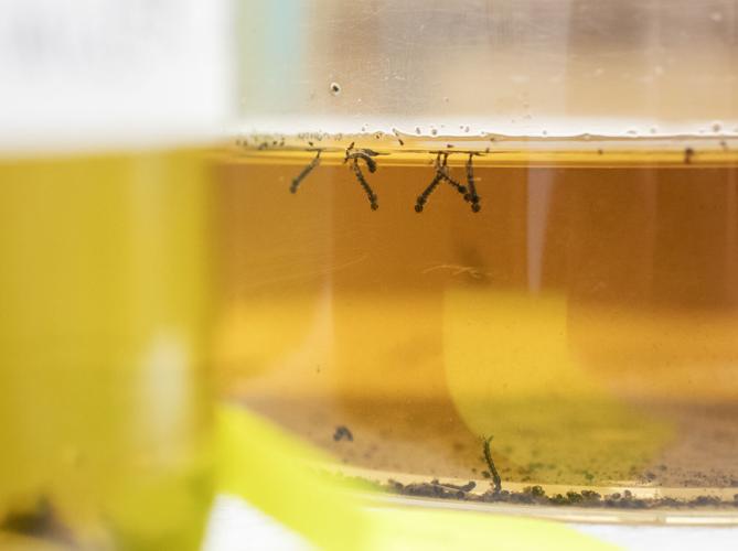 Photos: Mosquito Lab fights flying pests and their diseases through ...