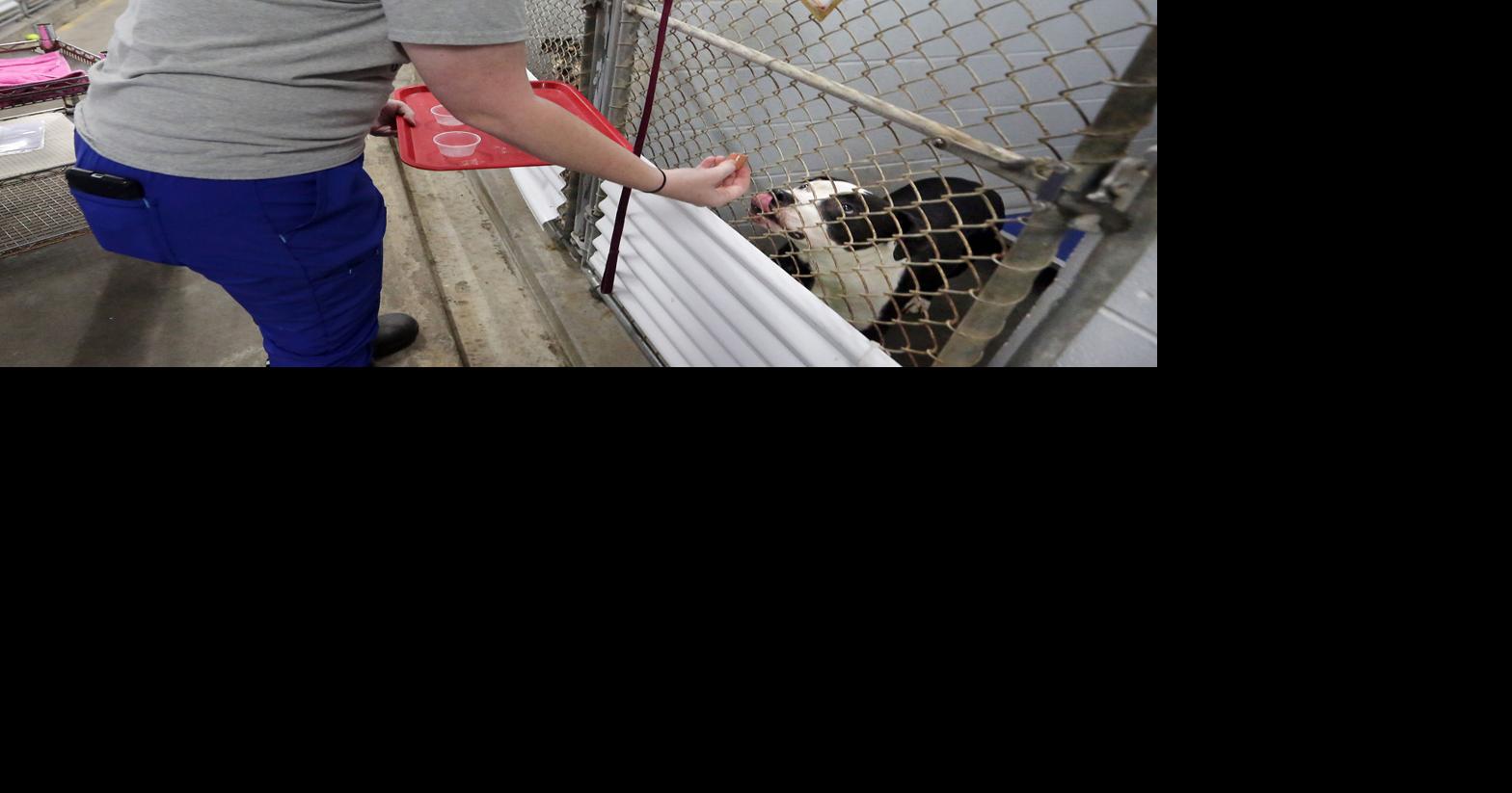 Dorchester County Animal Shelter