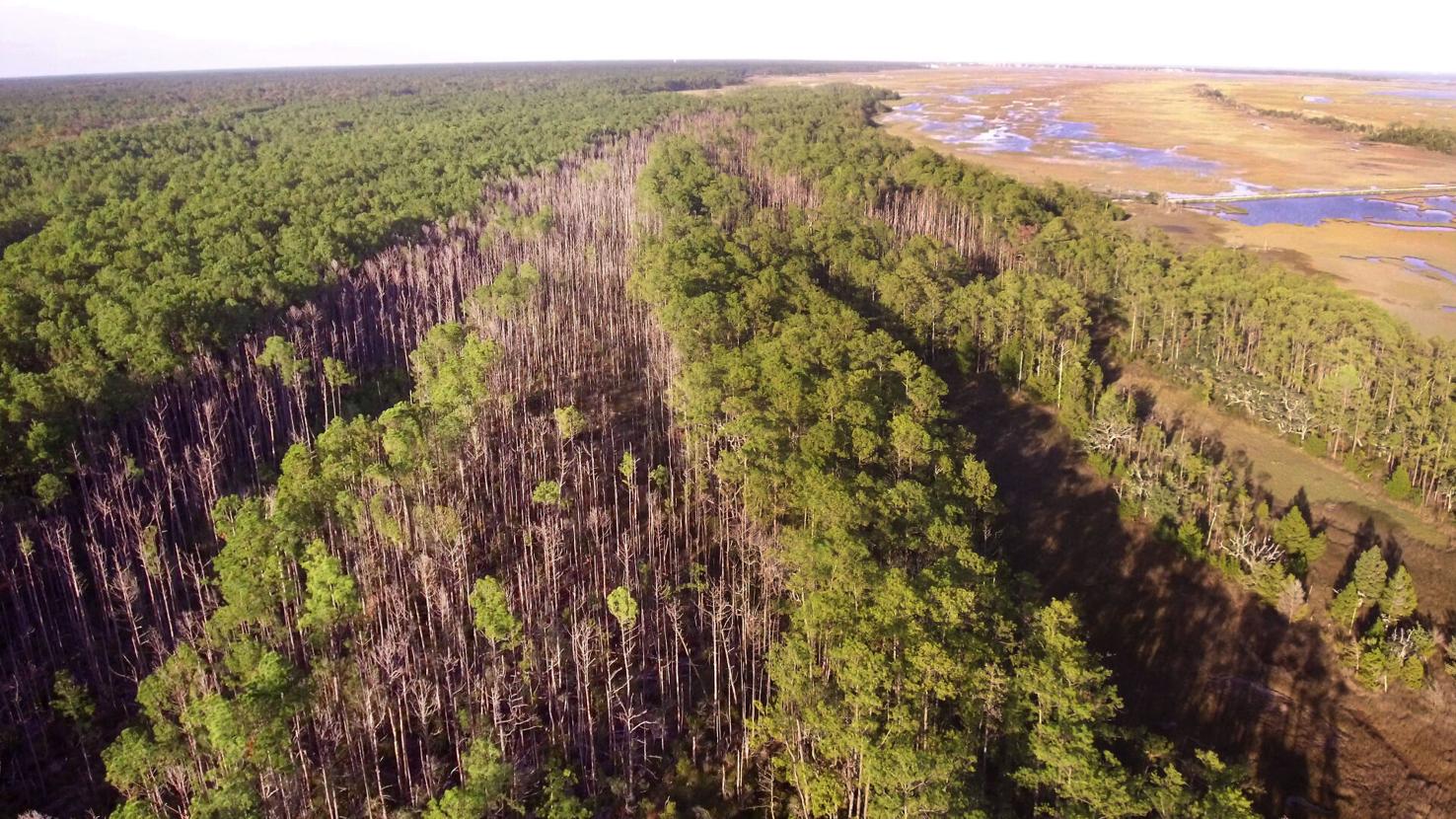 'Ghost forests' won't leaf, they're here to stay in SC. Now you can help.