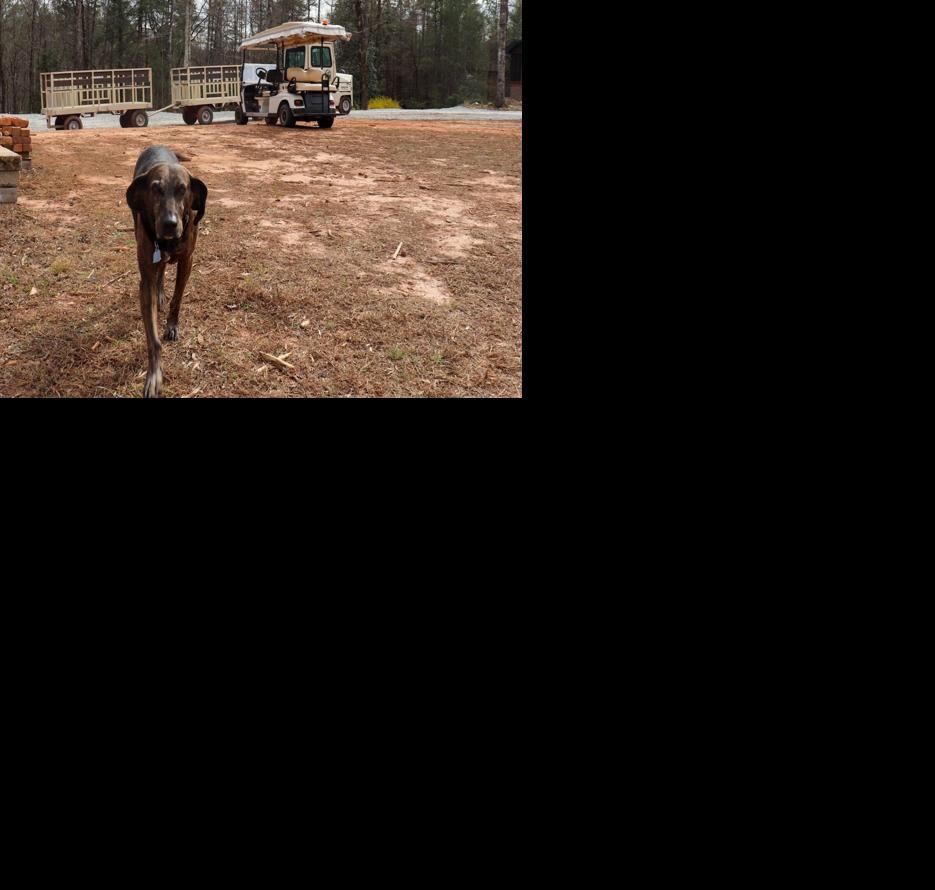 Table Rock tea farm taps into growing SC agritourism trend