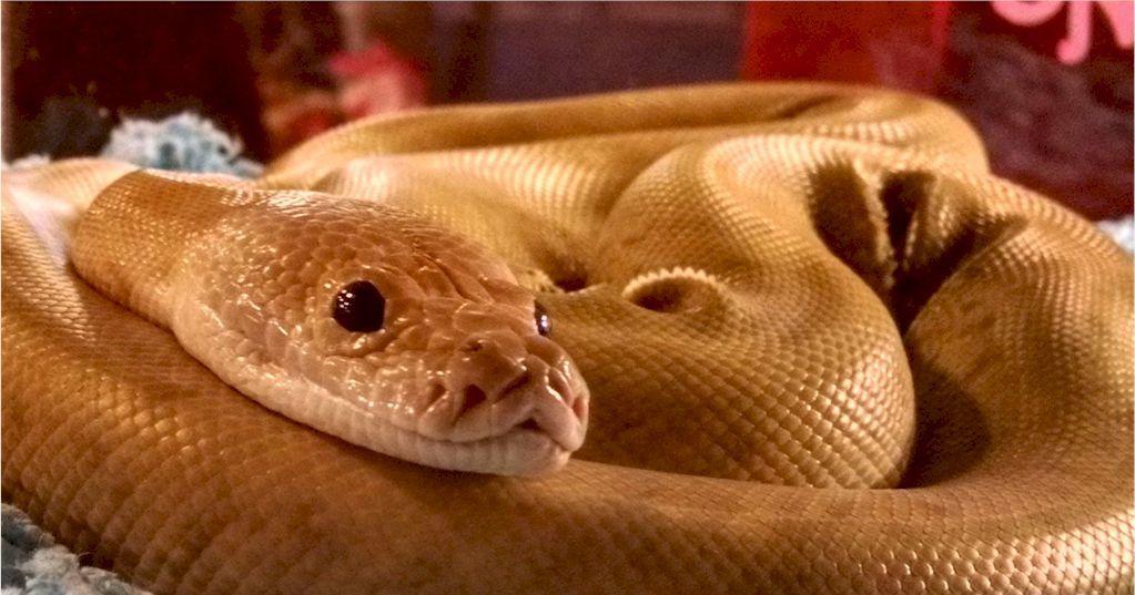 Huge python caught in Newberry County finds new home in SC