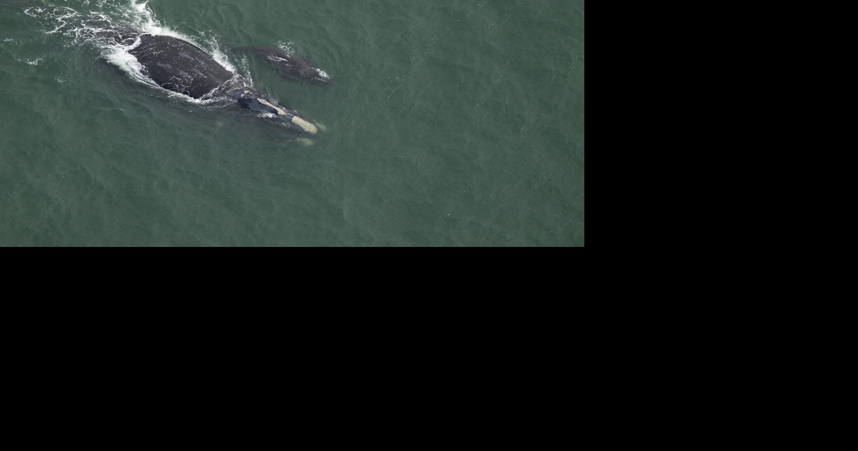 North Atlantic right whales still at risk, need protection